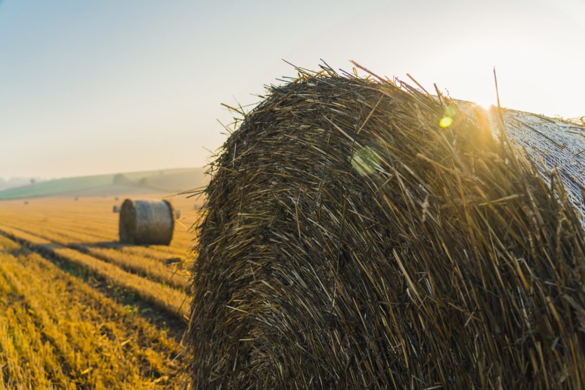 How to Produce and Sell More Nutritional Hay