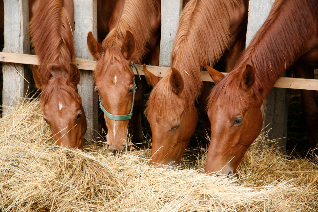 High Moisture Hay: 4 Nutrients in Hay That Require Fast Moisture ...
