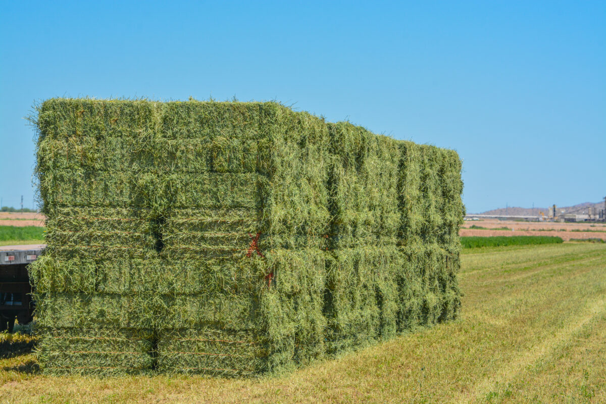 4 Changes to Expect in the Domestic Hay Market in 2023
