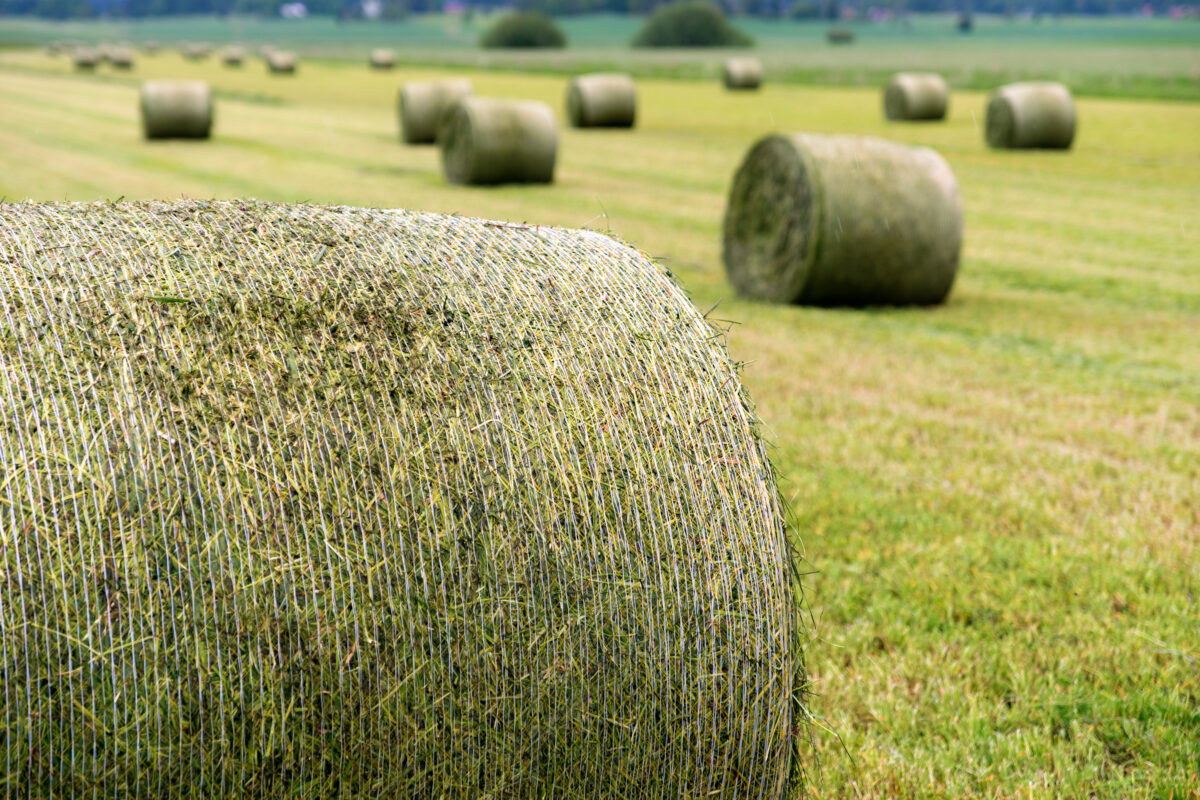 Selecting the Best Hay for Your Horse - The Crusher : The Crusher