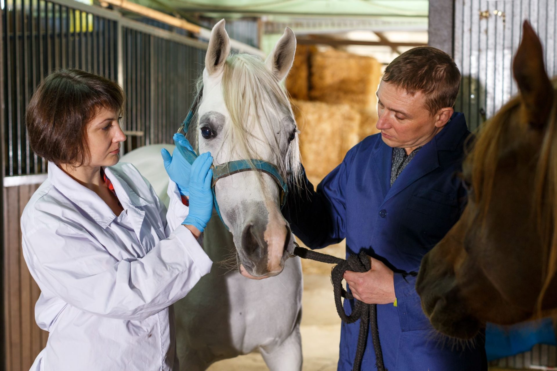 Selecting the Best Hay for Your Horse